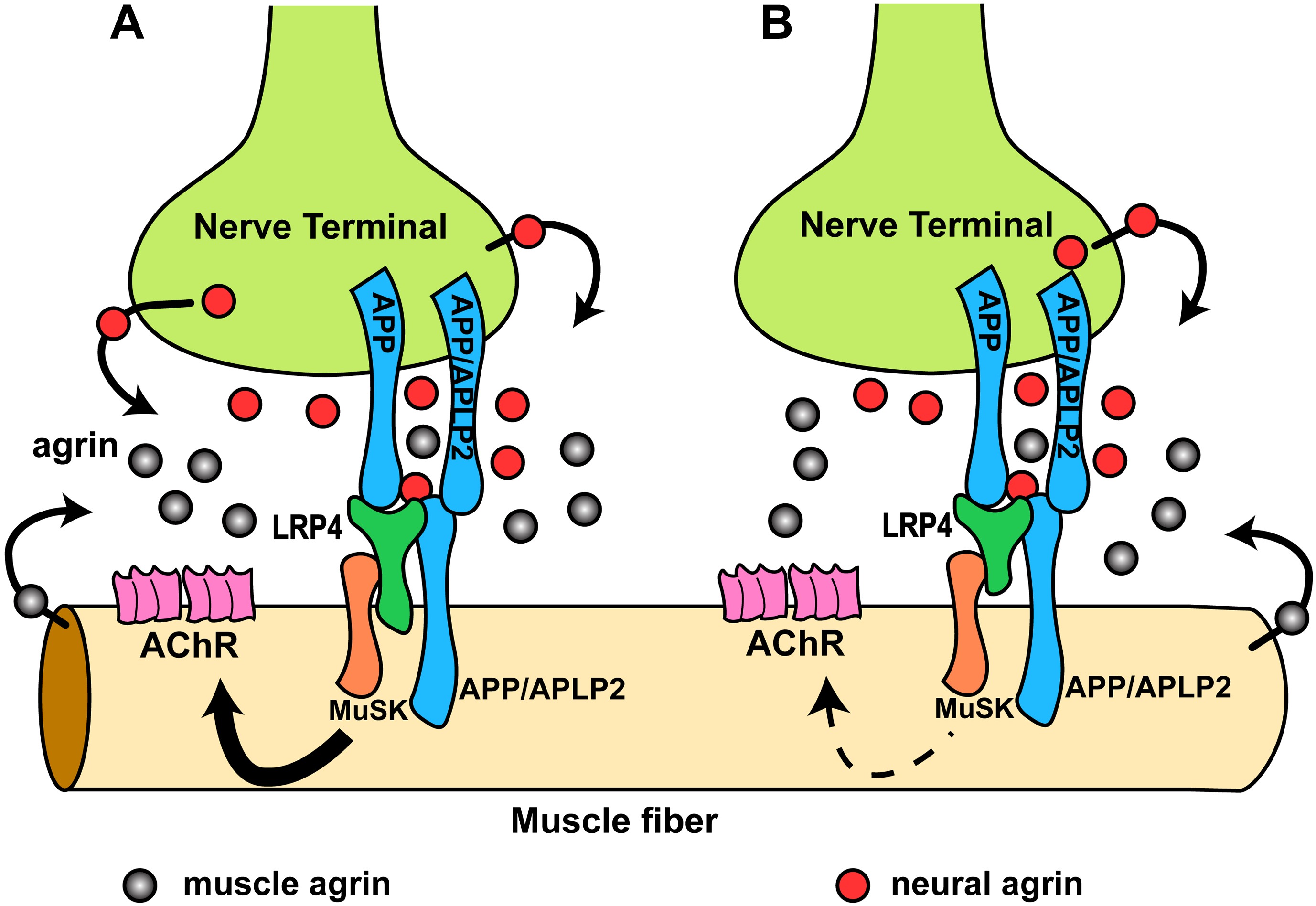 APP interacts with LRP4 and agrin to coordinate the development of the neuromuscular junction in ...