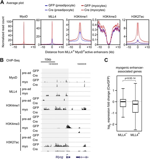 Figure 7—figure Supplement 2 H3k4 Mono And Di Methyltransferase