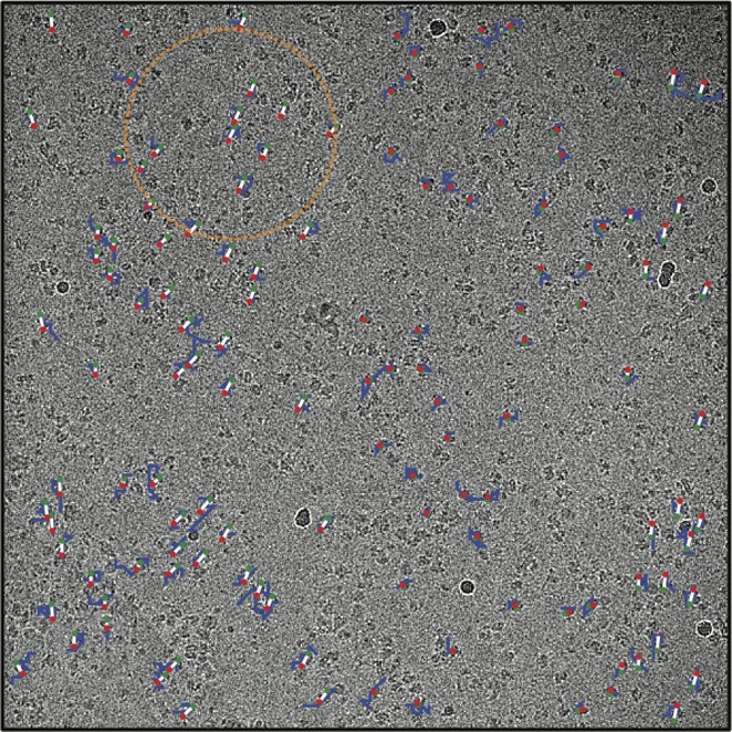 Cryo-EM enters a new era | eLife