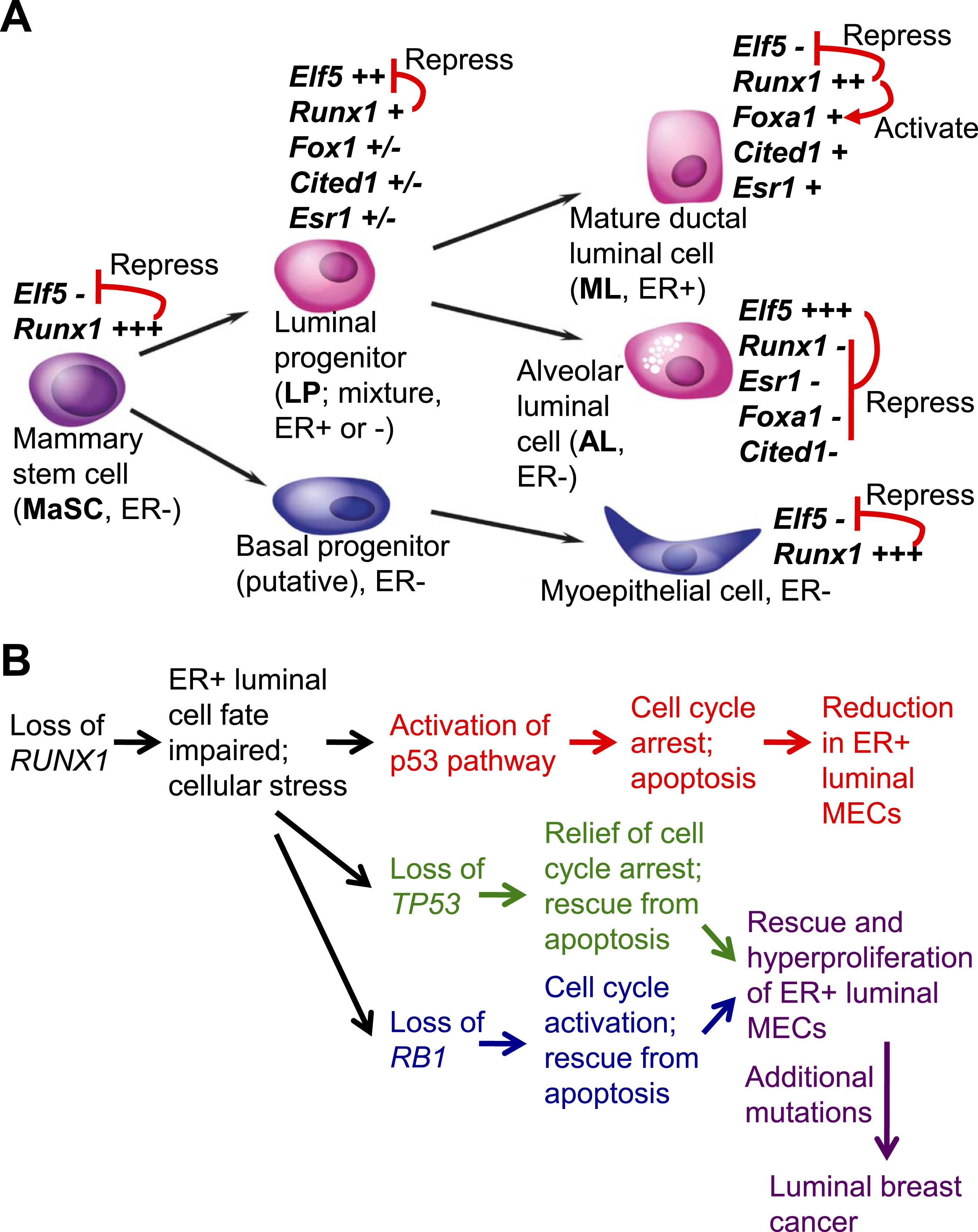 Runx1 A Transcription Factor Mutated In Breast Cancer Controls The