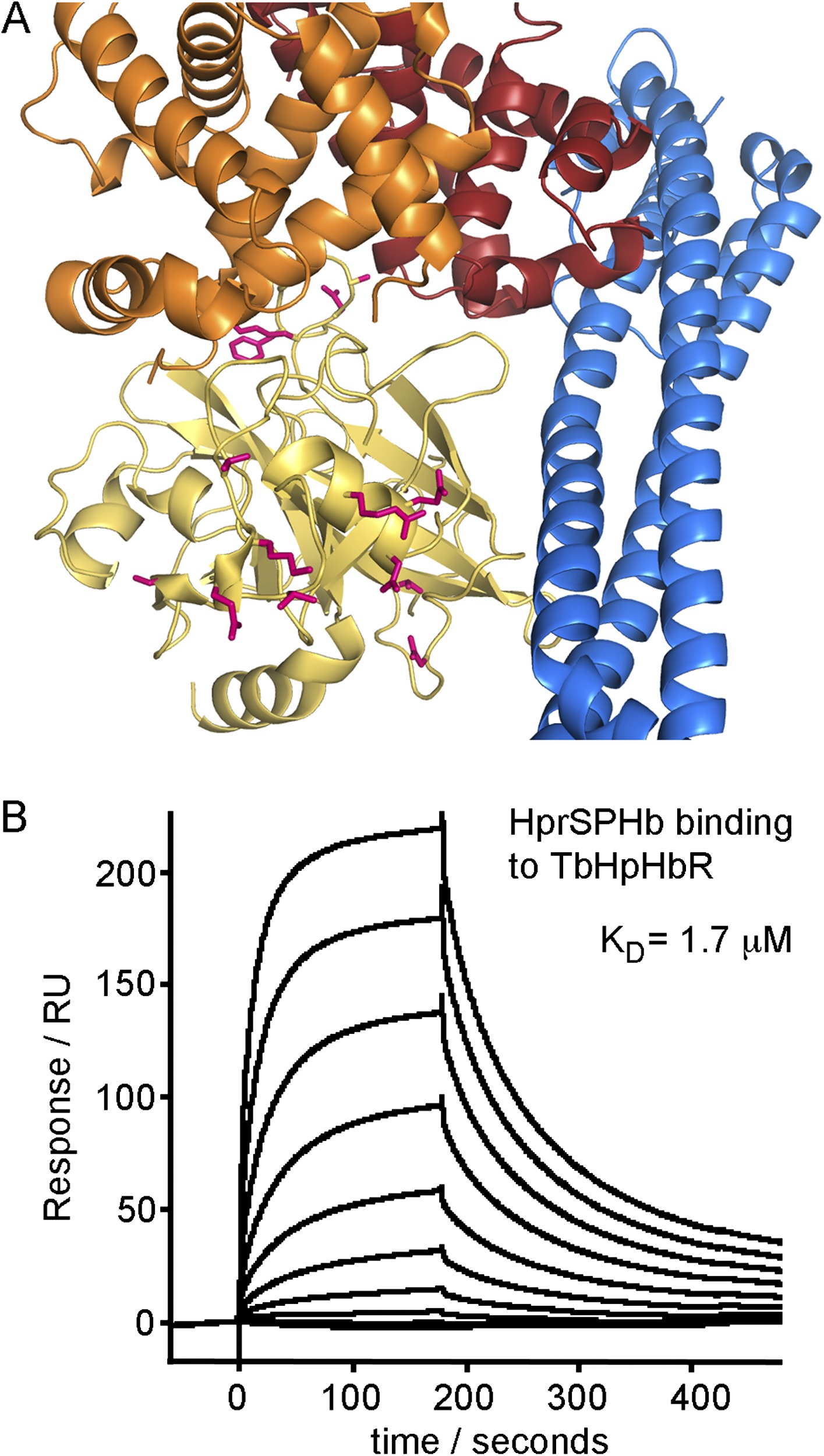 Structural basis for ligand and innate immunity factor uptake by the ...