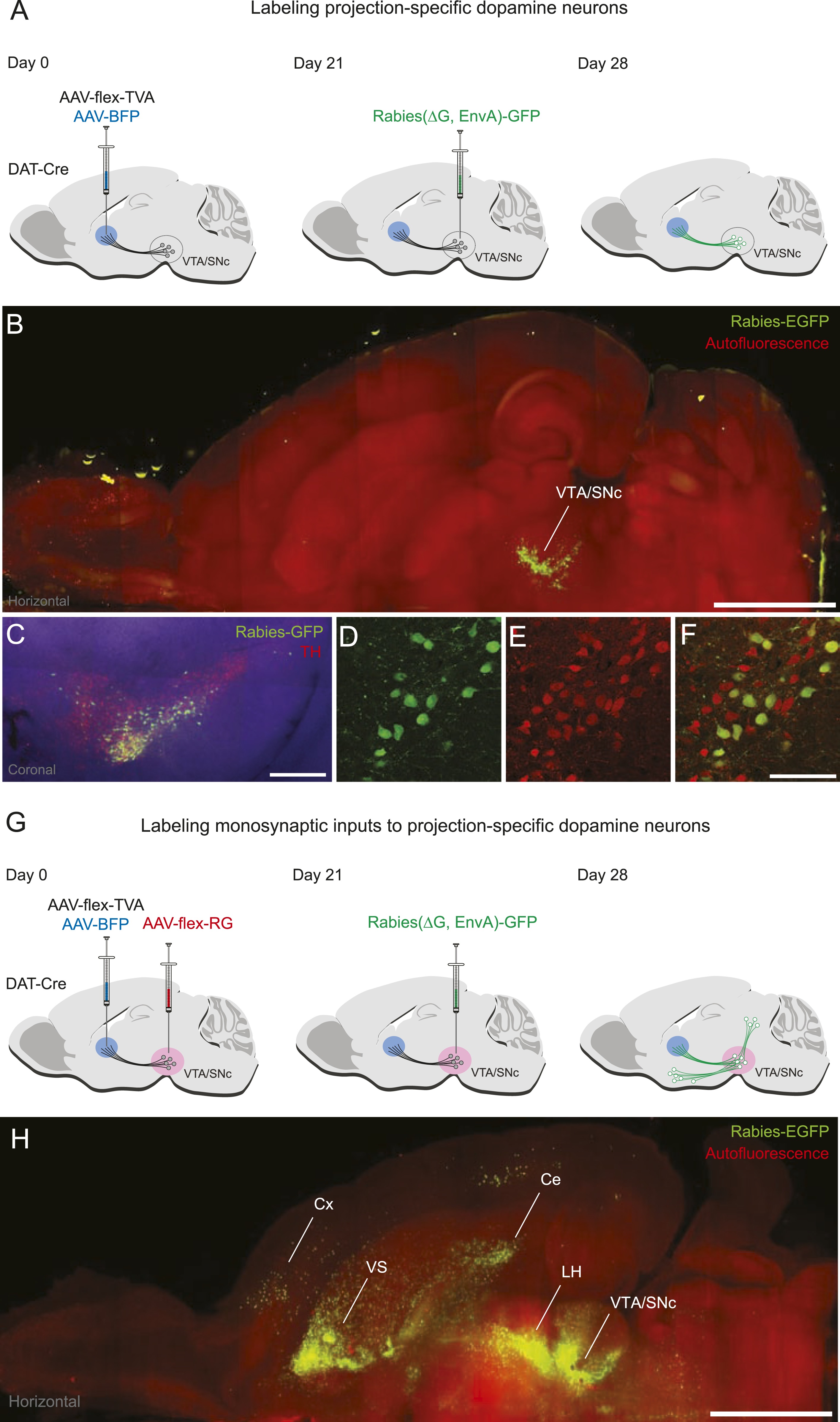 Dopamine neurons projecting to the posterior striatum form an ...