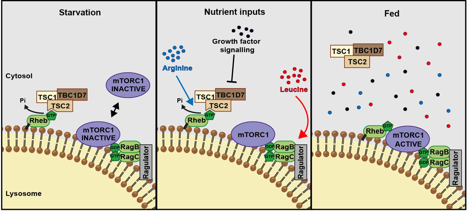 Control of TSC2-Rheb signaling axis by arginine regulates mTORC1 ...