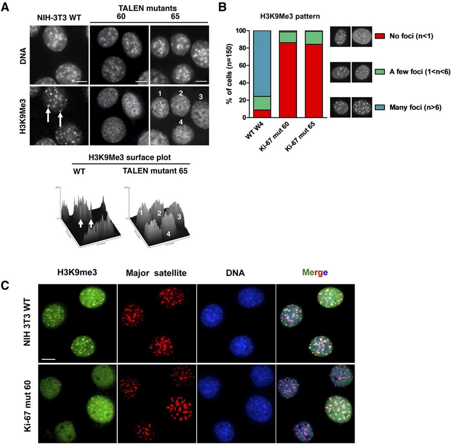 Figure 10. | The cell proliferation antigen Ki-67 organises ...