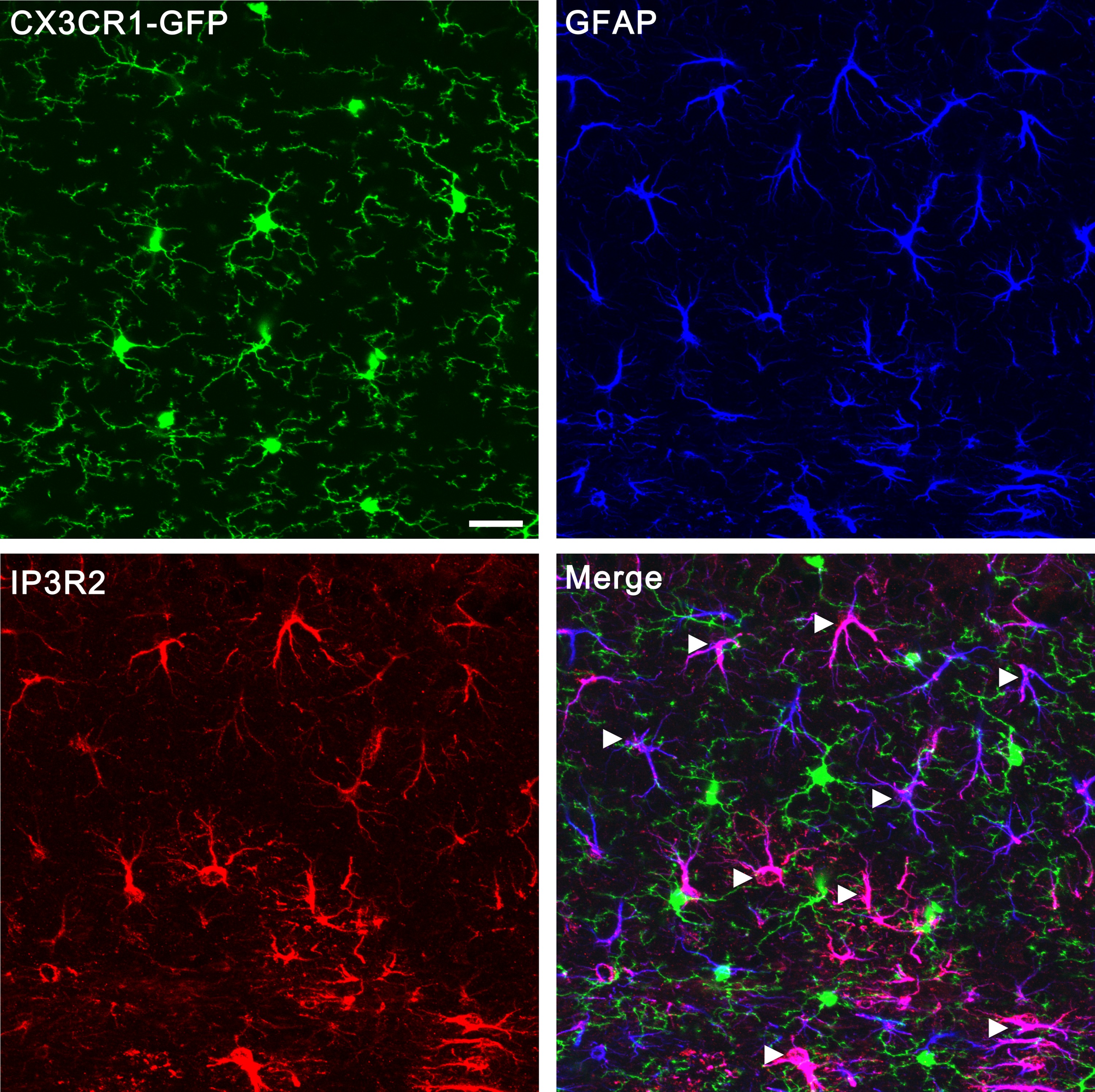 Figure 1. | Astrocytes contribute to synapse elimination via type 2 ...