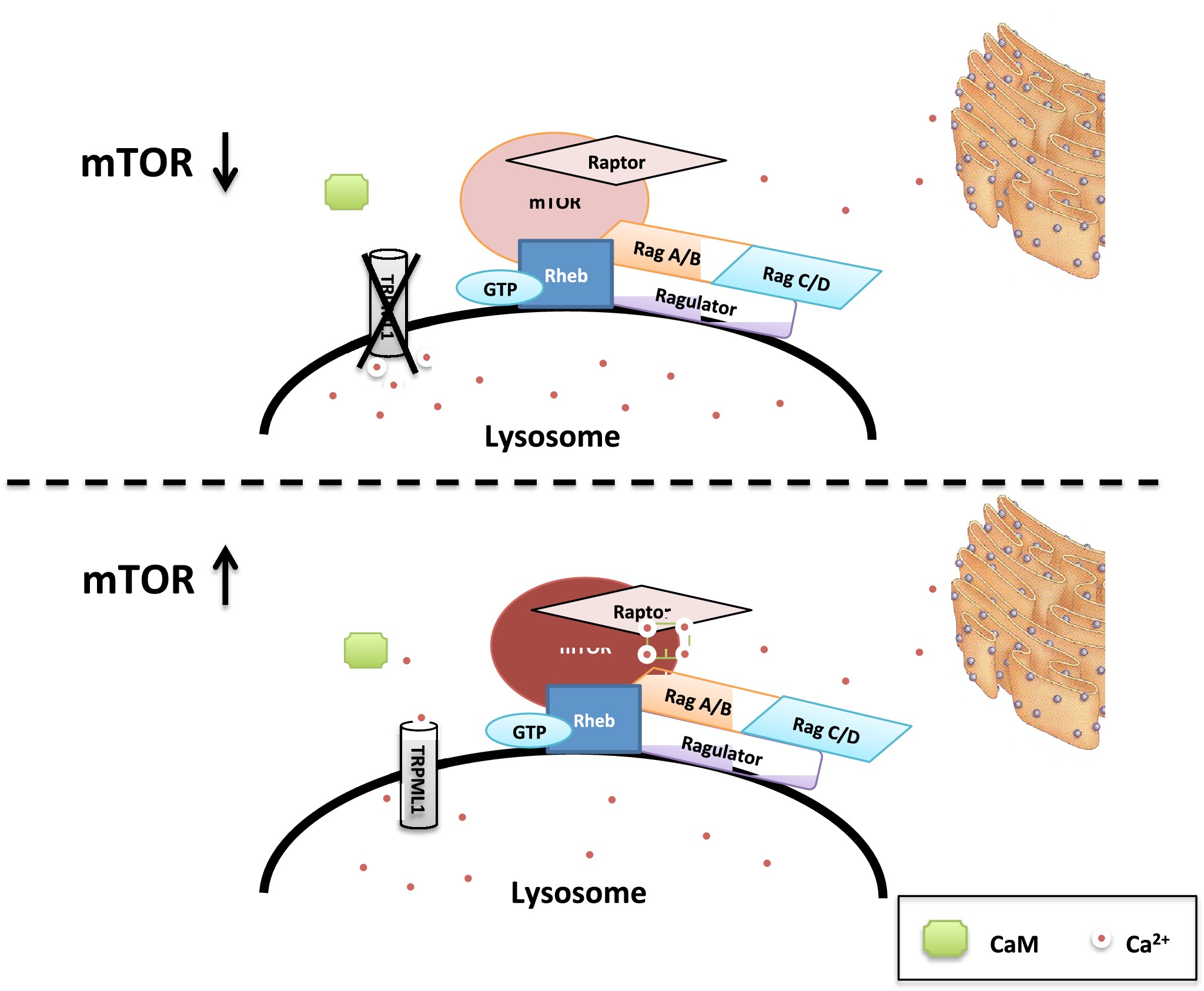 Regulation of mTORC1 by lysosomal calcium and calmodulin | eLife